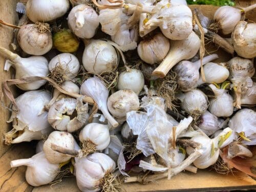 12 Common Italian Herbs & Spices (& How to Use Them) - Eating Around Italy