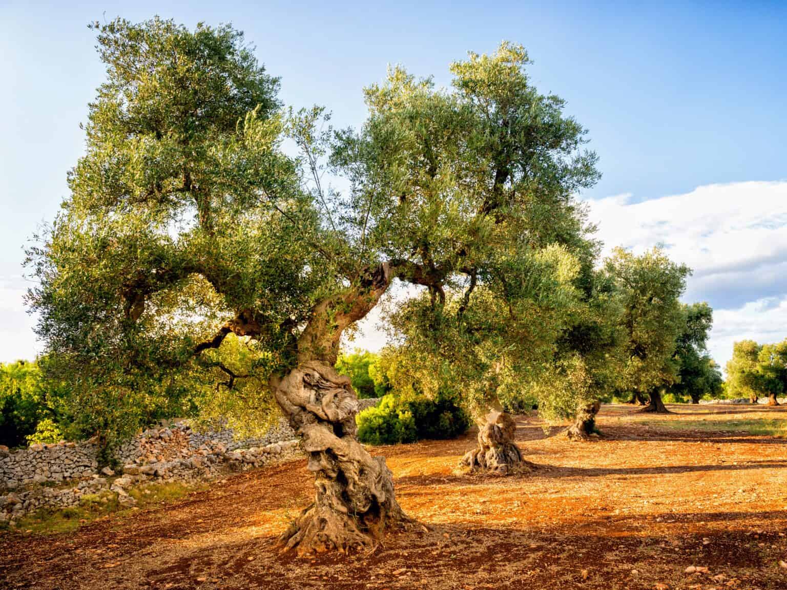 Traditional Food of Puglia – A Local’s Tips on Foods You Must Try ...