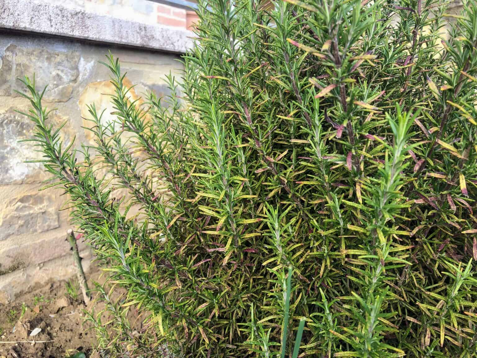 12 Common Italian Herbs & Spices (& How to Use Them) - Eating Around Italy