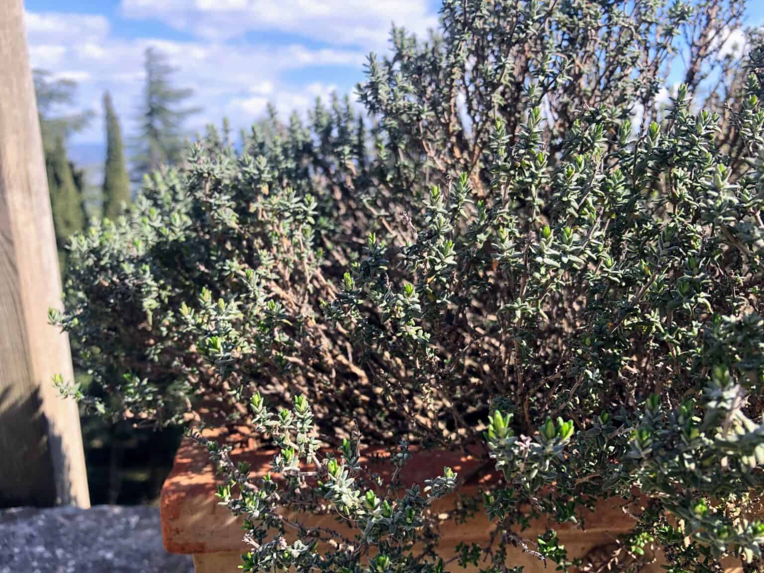 12 Common Italian Herbs & Spices (& How to Use Them) - Eating Around Italy