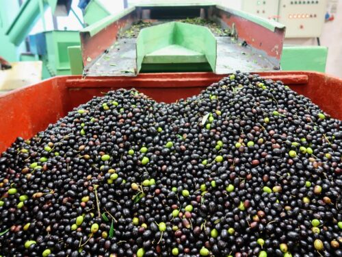 Italian Olives – 14 Types & What to Do With Them - Eating Around Italy
