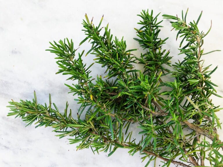 Rosemary Infused Olive Oil Recipe + How My Italian Family Uses It Every ...
