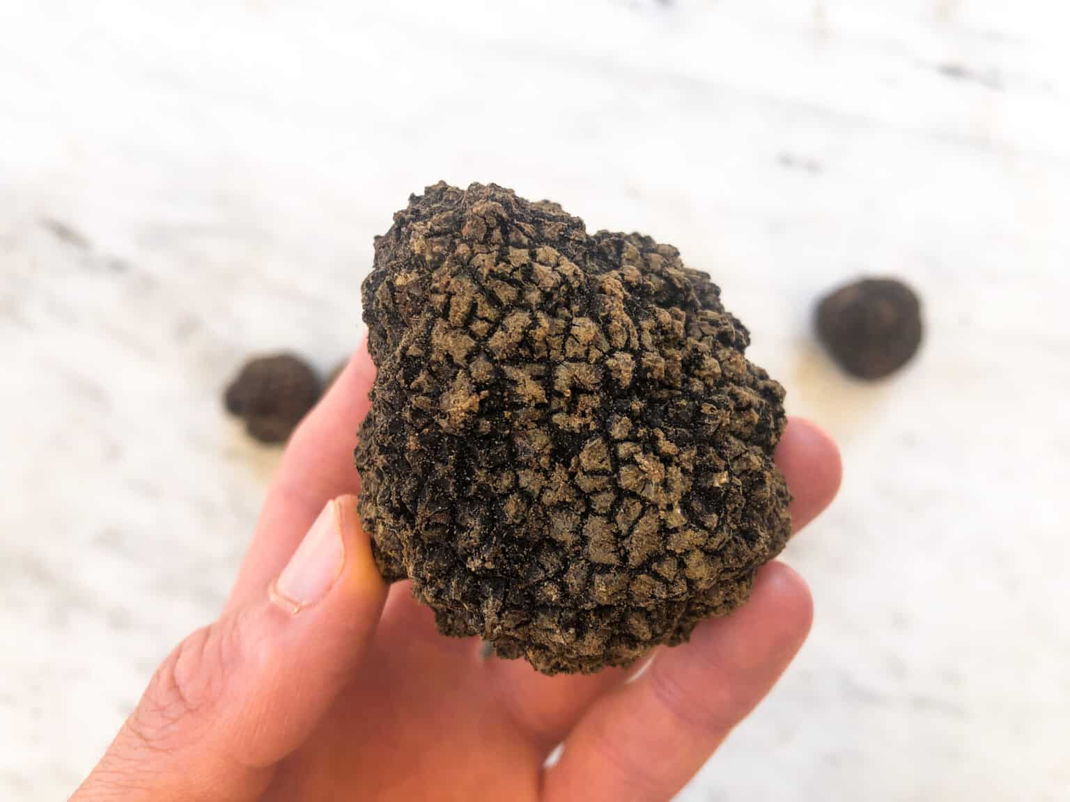 Truffles in Italy – All You Need to Know About Tartufi - Eating Around ...