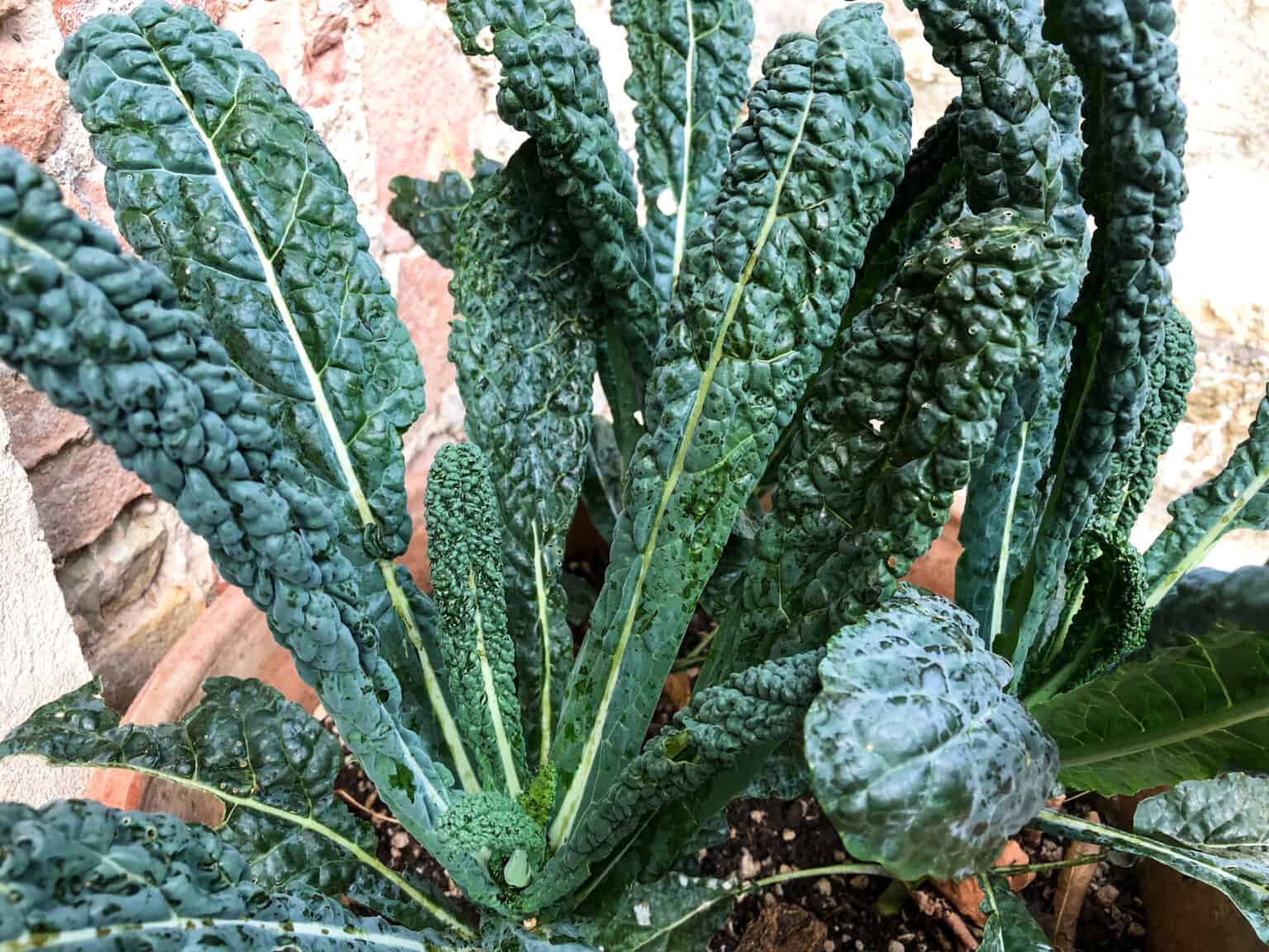 Cavolo Nero - What it Is and How My Italian Family Eats It - Eating ...